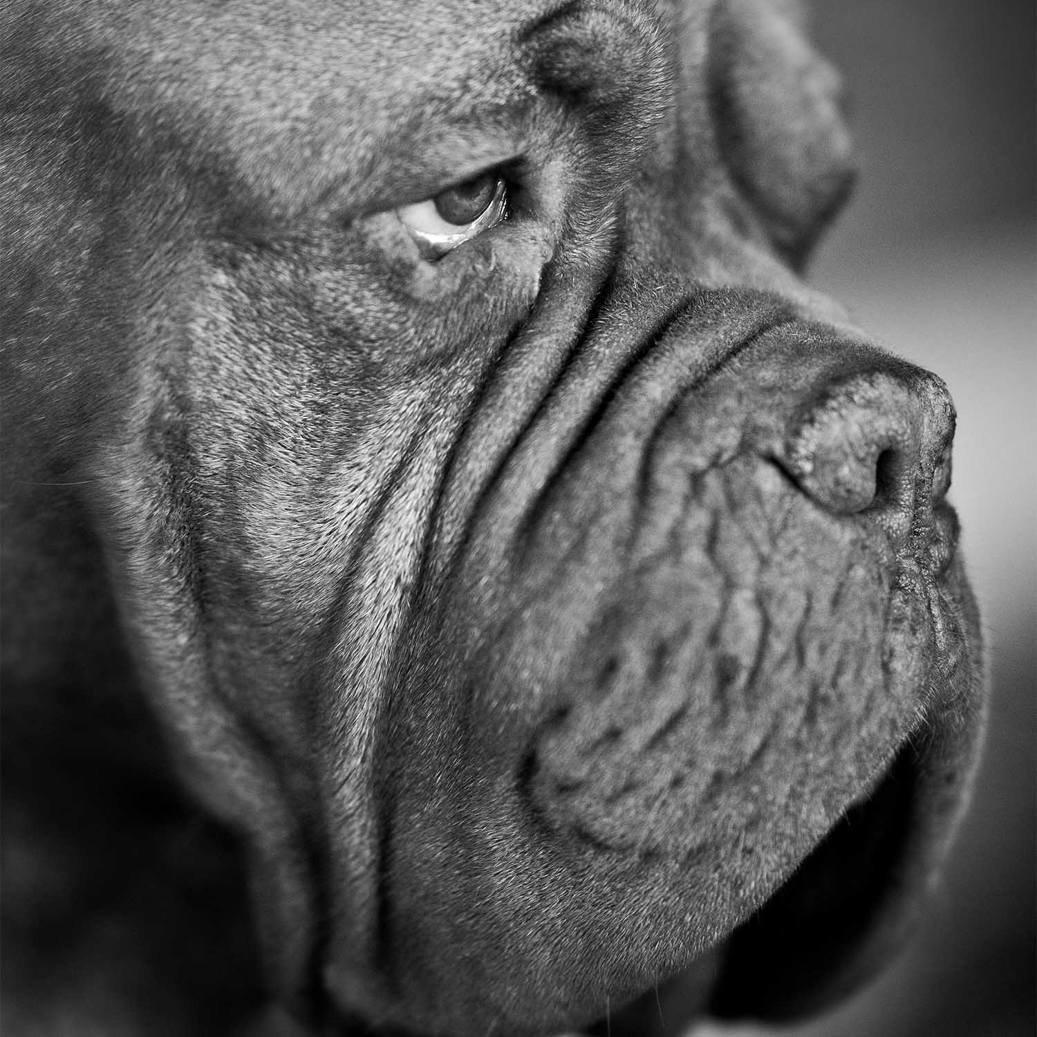 The Hidden Dangers of Low-Quality Ingredients in Pet Food - PureLUXE ...