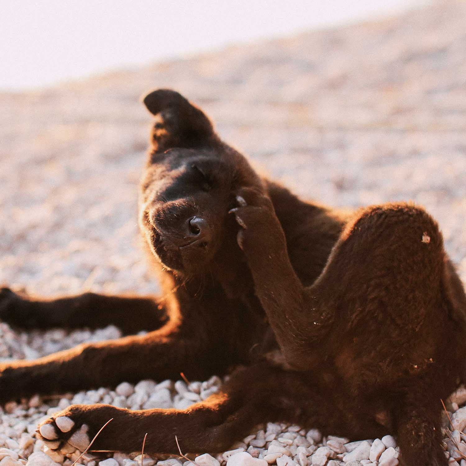 Allergy-Friendly Pet Food Options: A Guide for Sensitive Pets ...